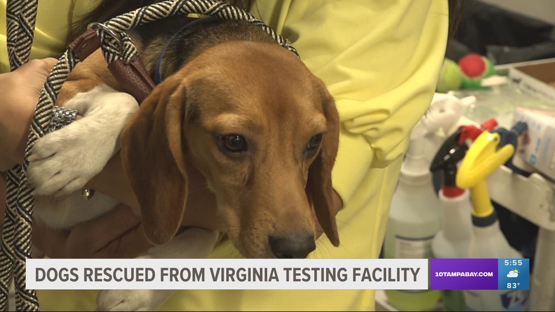 Several rescued beagles now under the care of Humane Society of Tampa ...