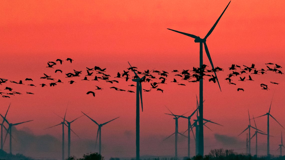 President Trump talks about windmill dangers to birds and people | wtsp.com