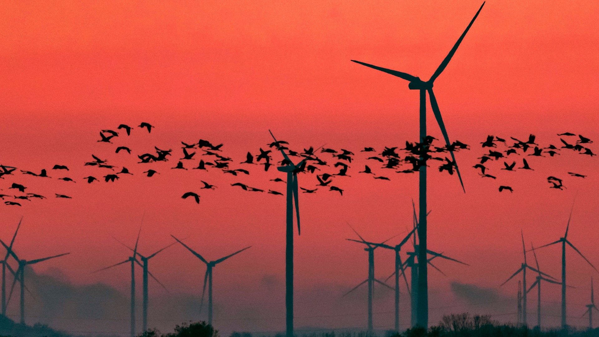 President Trump talks about windmill dangers to birds and people | wtsp.com