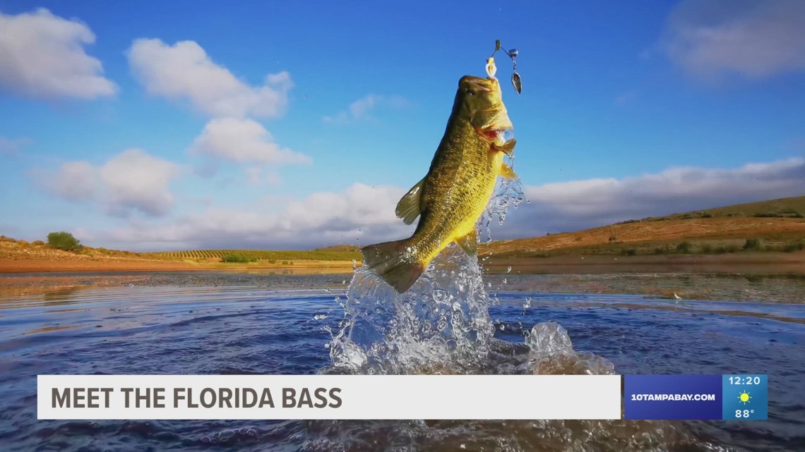 FWC announces Largemouth bass now go by a new name | wtsp.com