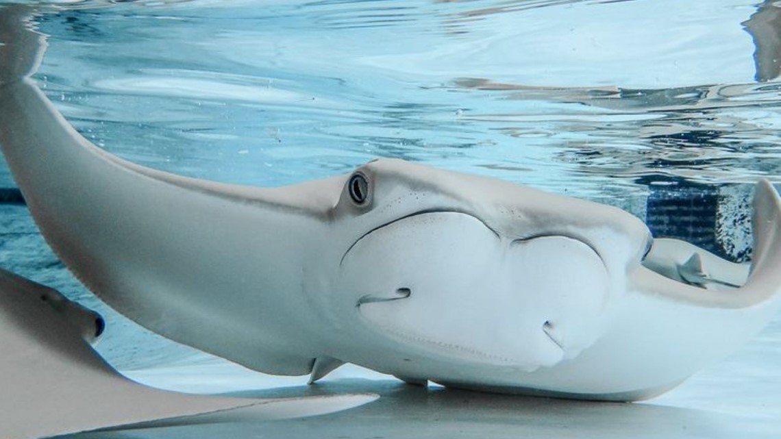 A dozen stingrays die in ZooTampa exhibit | wtsp.com