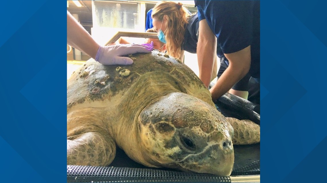 Large loggerhead turtle to be released on Clearwater Beach | wtsp.com