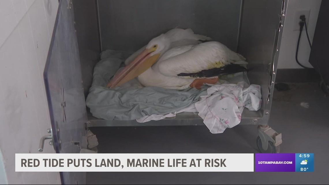 Wildlife rescuers treating several birds sickened by red tide | wtsp.com