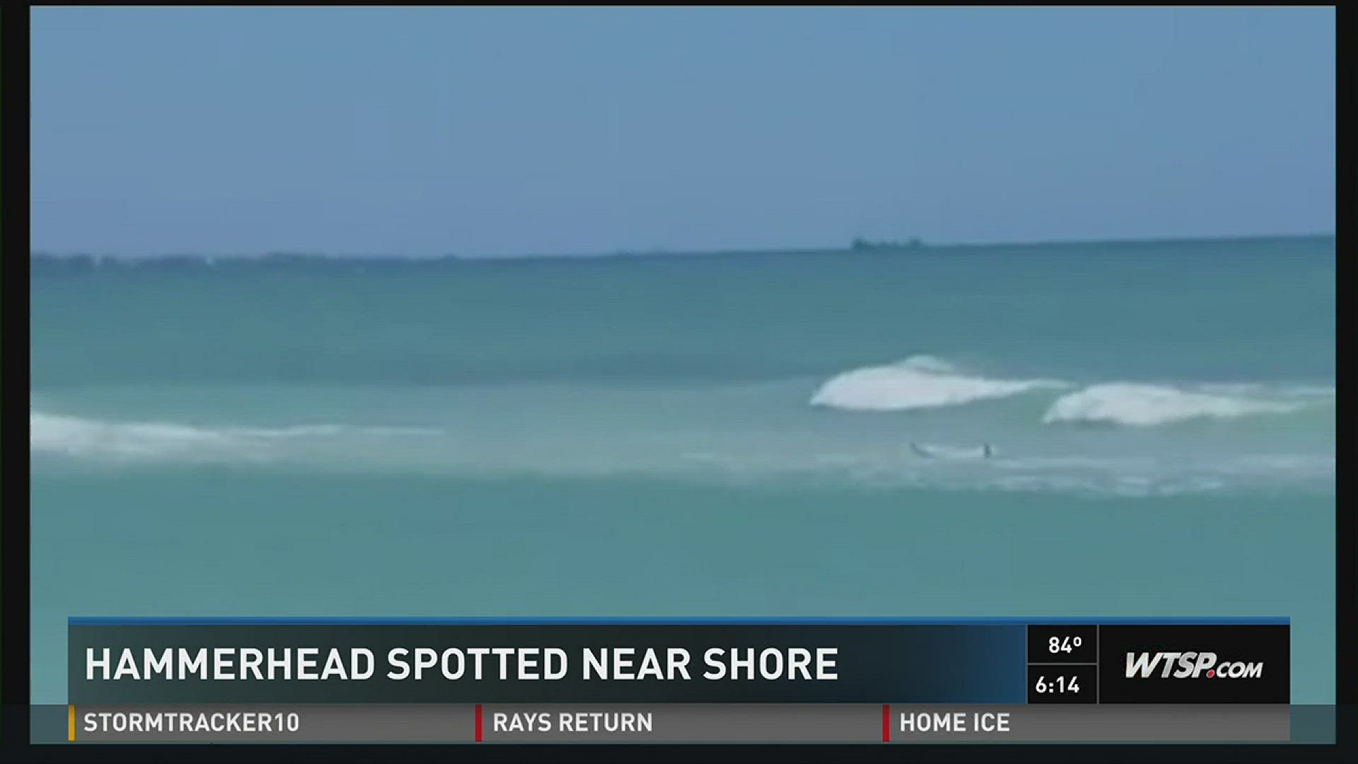 Shark offshore clears Siesta Key Beach | wtsp.com