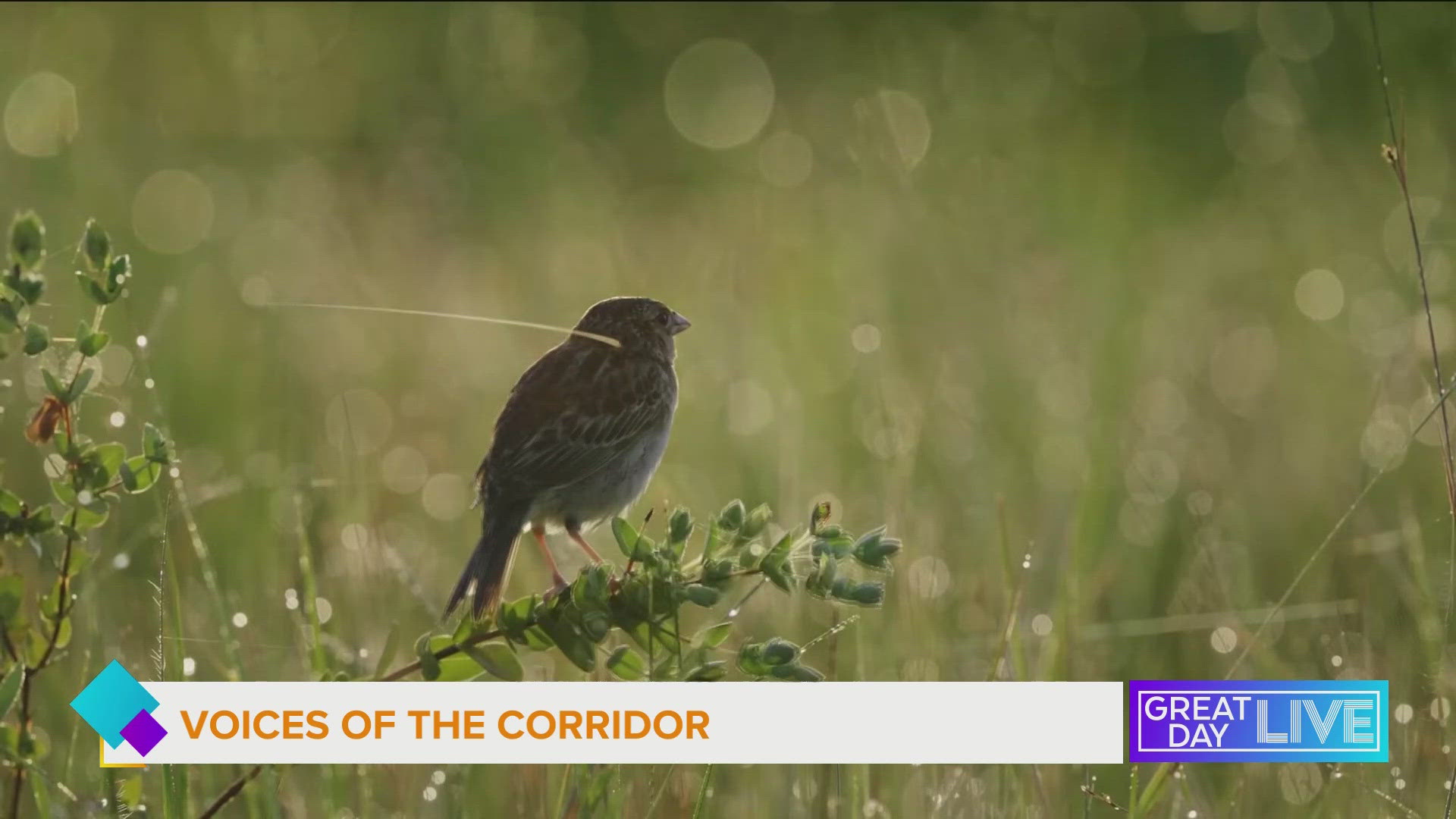 Great Day Live | wtsp.com
