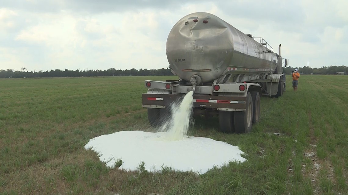 Too much milk! A dairy farmer is dumping 7,000 gallons each day | wtsp.com