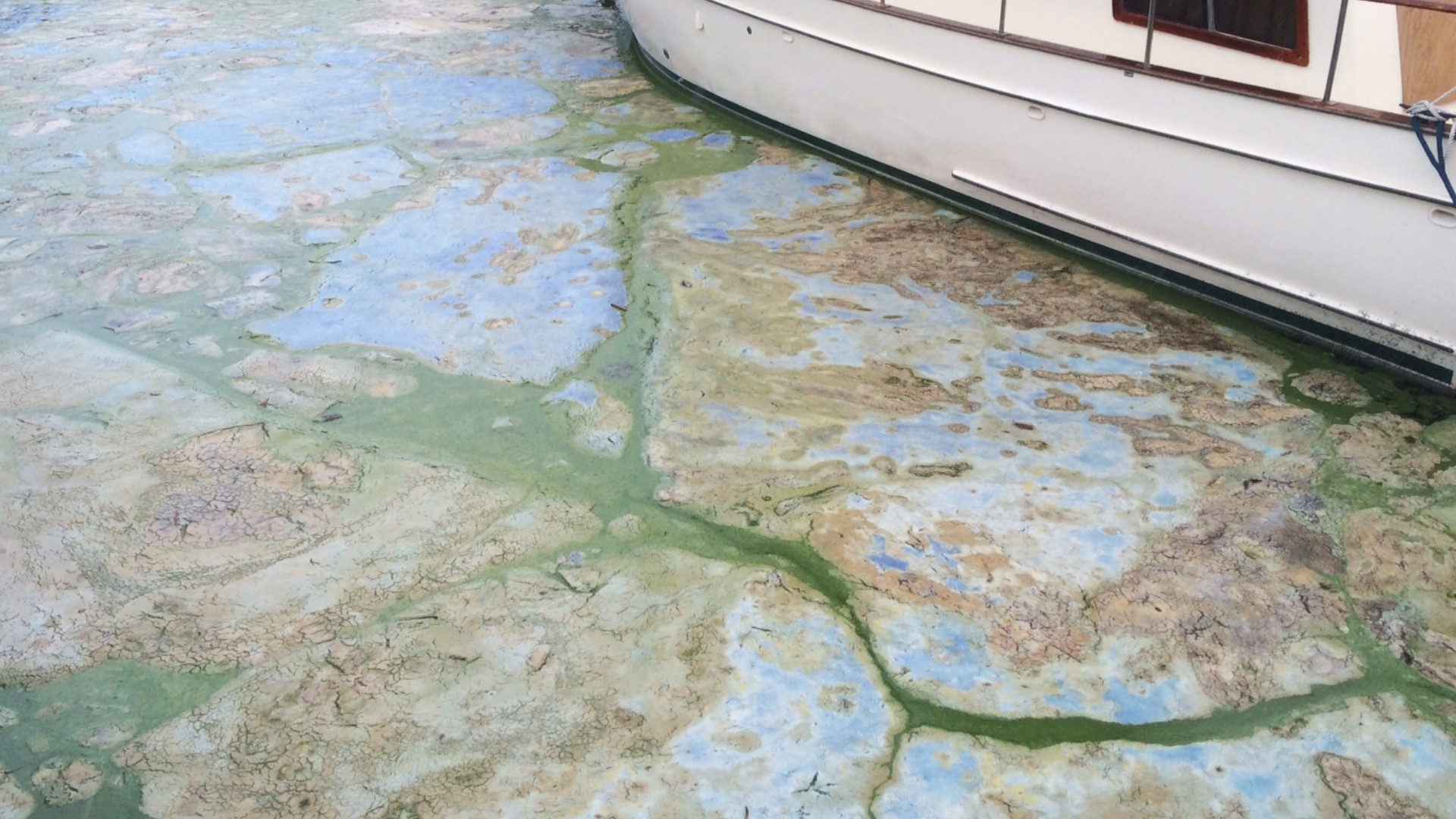 What causes red tide? Research examines human impact | wtsp.com