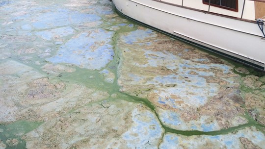 What causes red tide? Research examines human impact | wtsp.com