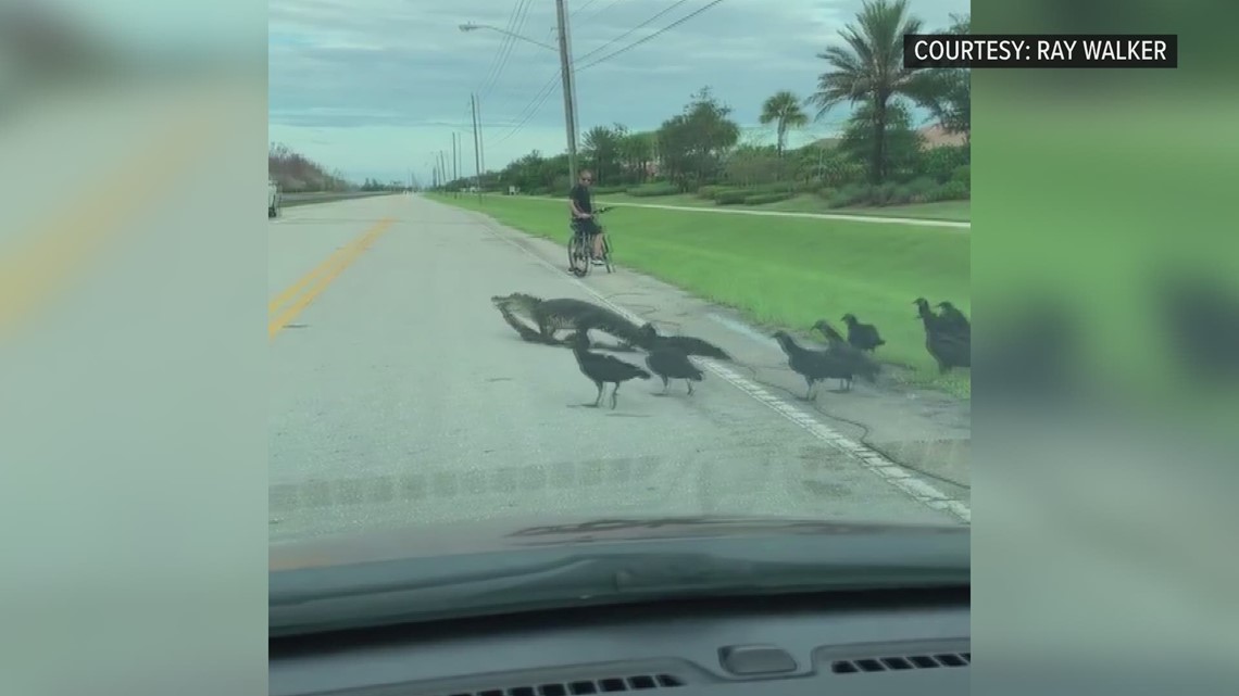 Florida gator crosses road with a meal | wtsp.com