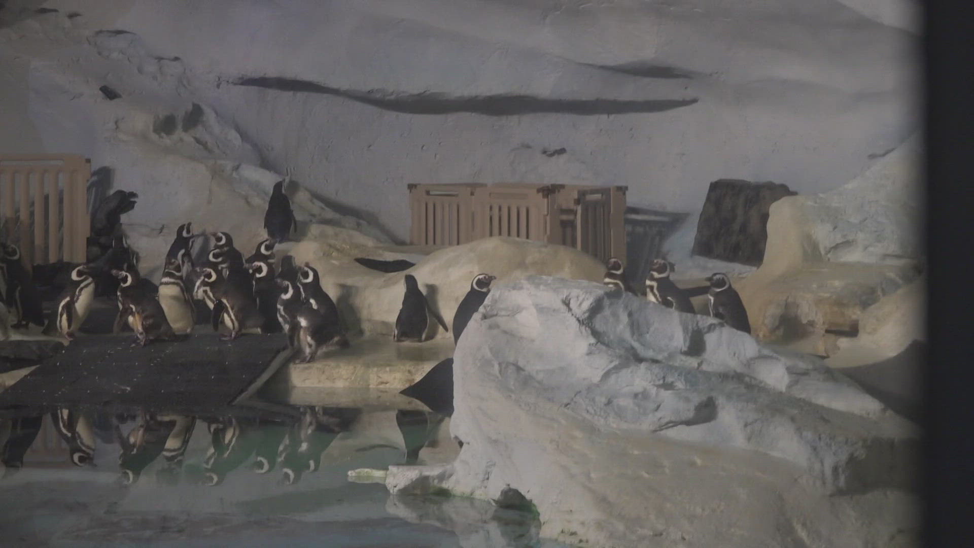 SeaWorld Orlando debuts new ride | wtsp.com