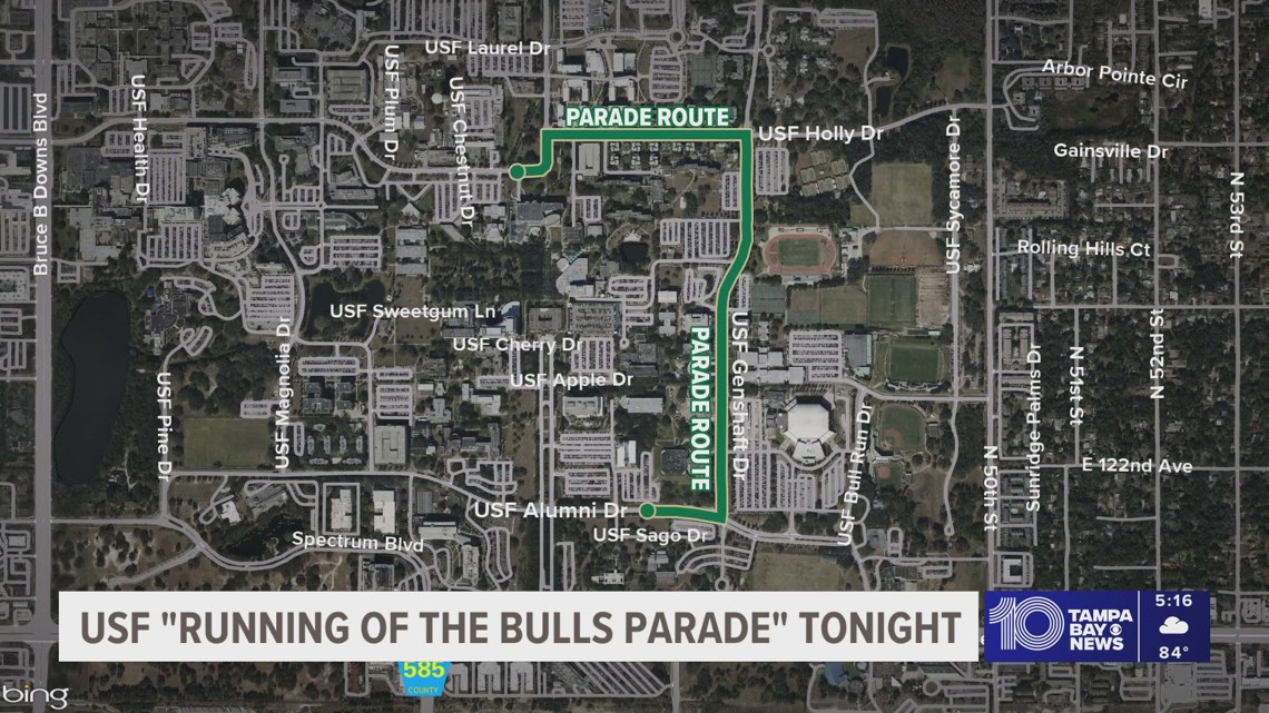 USF gets ready for 'Running of the Bulls' parade | wtsp.com