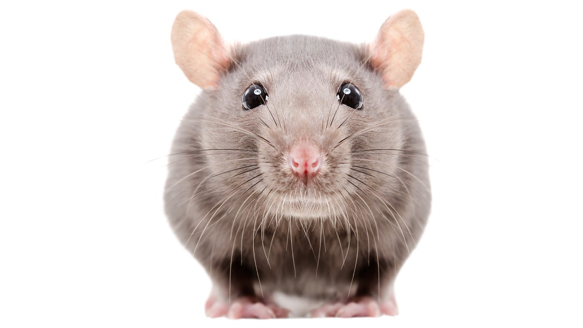 North Carolina students' rat prank may cost them chance to be in ...