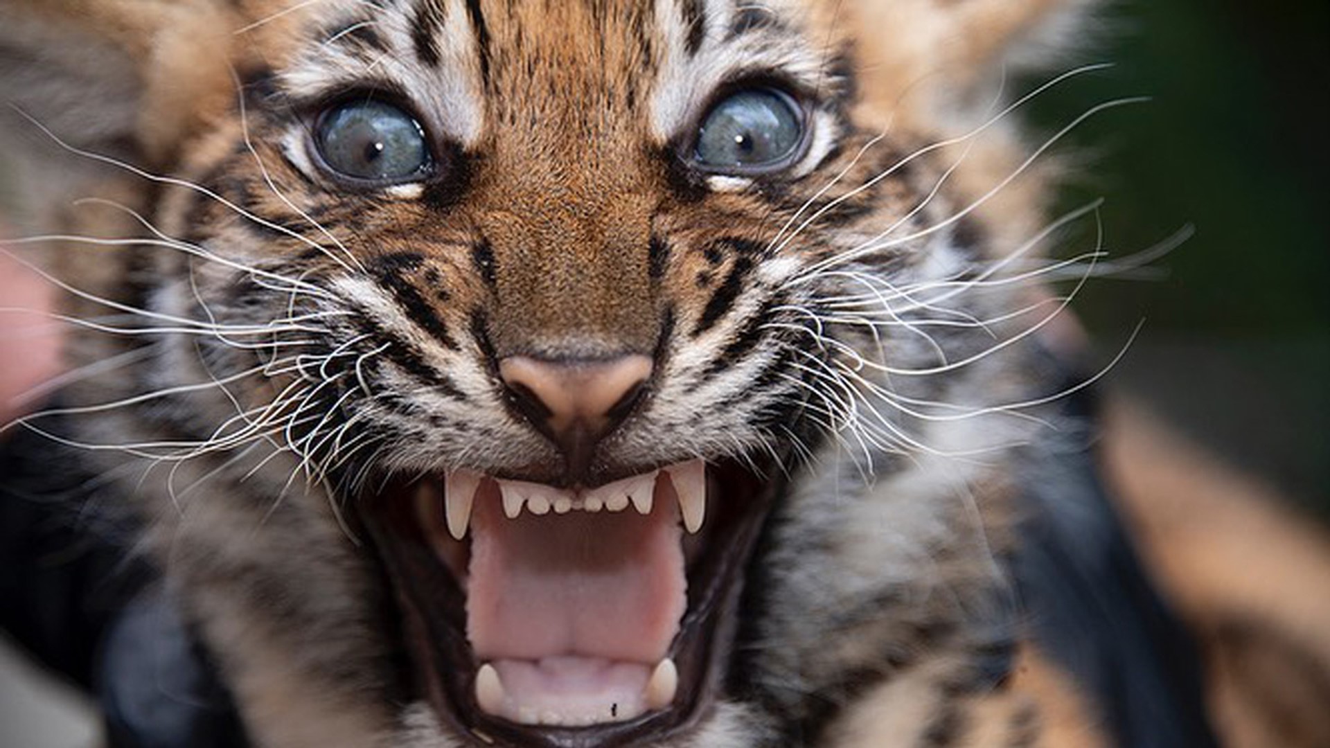 Sumatran tiger cub born at Zoo Miami | wtsp.com