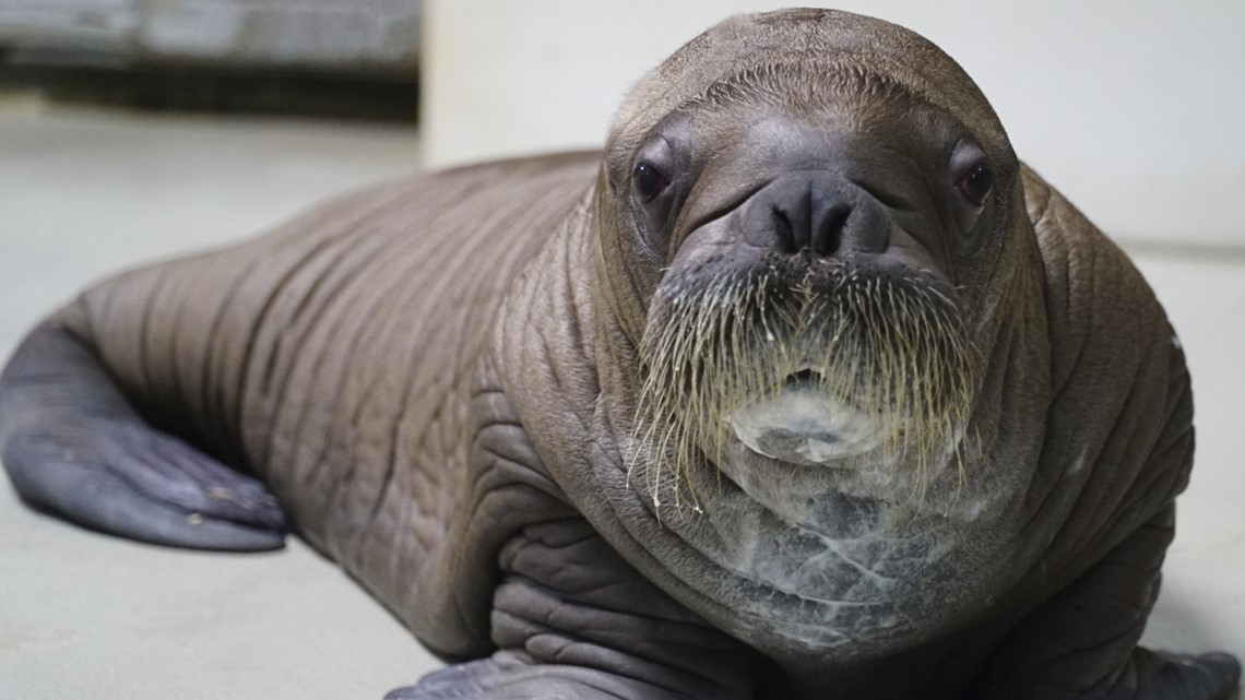 Baby walrus born at SeaWorld Orlando | wtsp.com