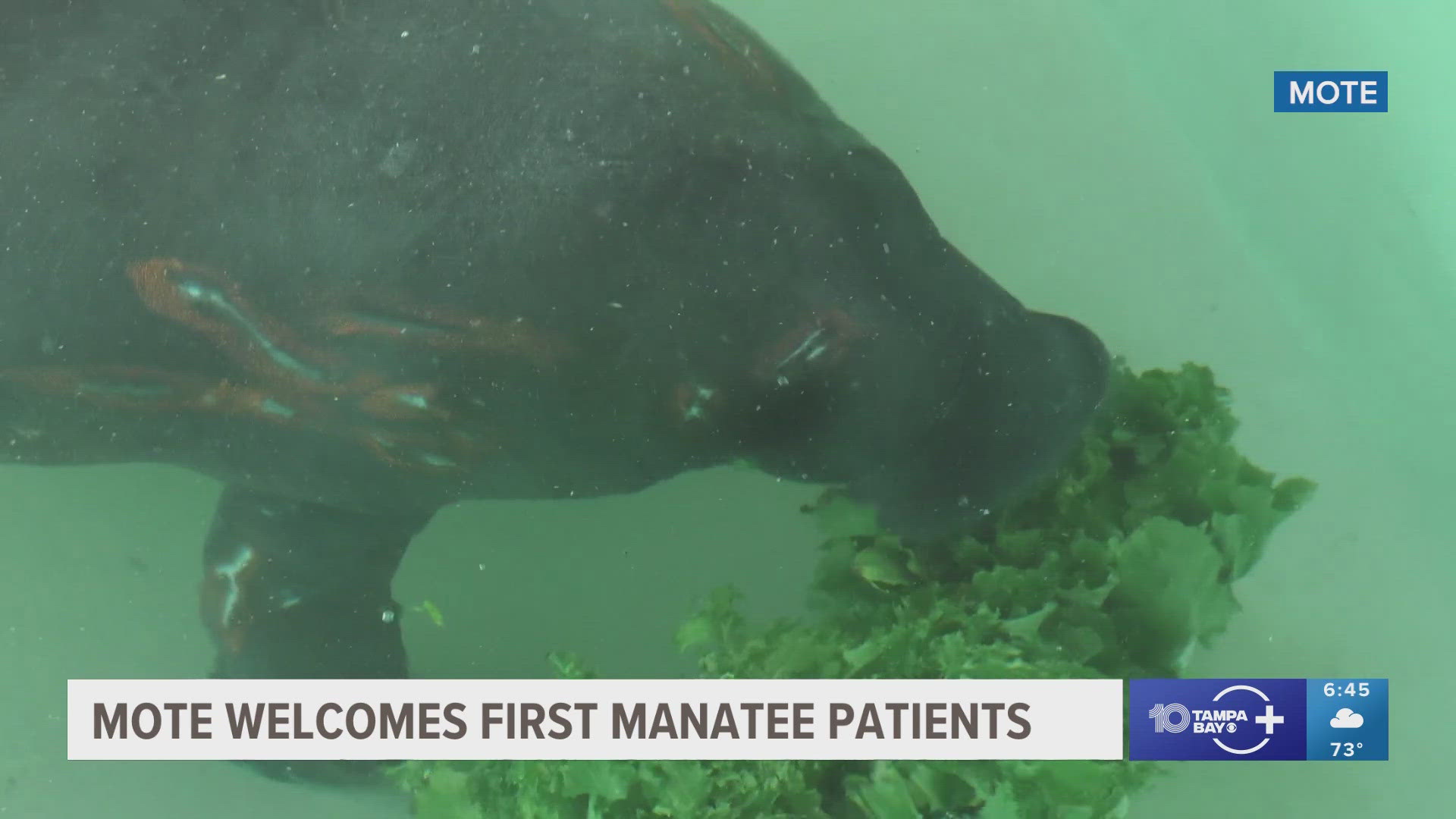 Mote becomes key manatee rehab center, enhances Florida's efforts ...