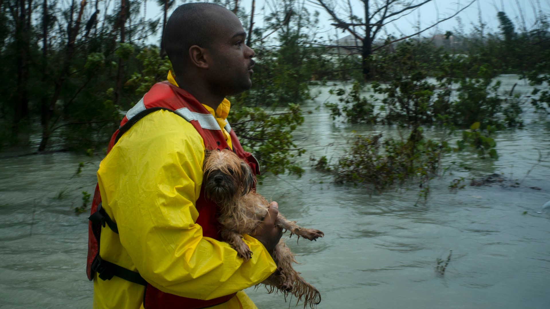 Rescue dogs from Bahamas pour into Florida after hurricane | wtsp.com