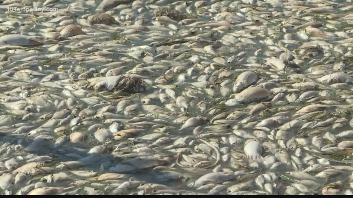A brief history of red tide in Florida | wtsp.com