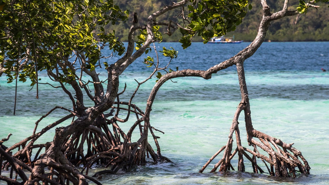 Environment Help: Filipino students must plant 10 trees to graduate ...