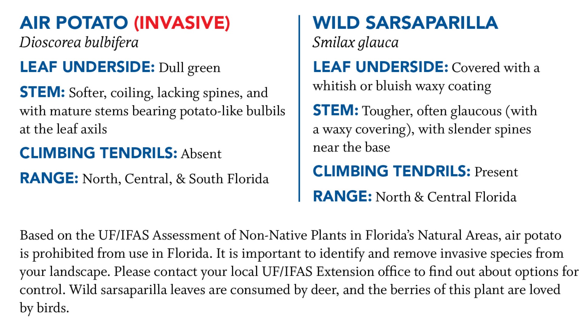 Top 10 misidentified Florida animals, plants and insects | wtsp.com