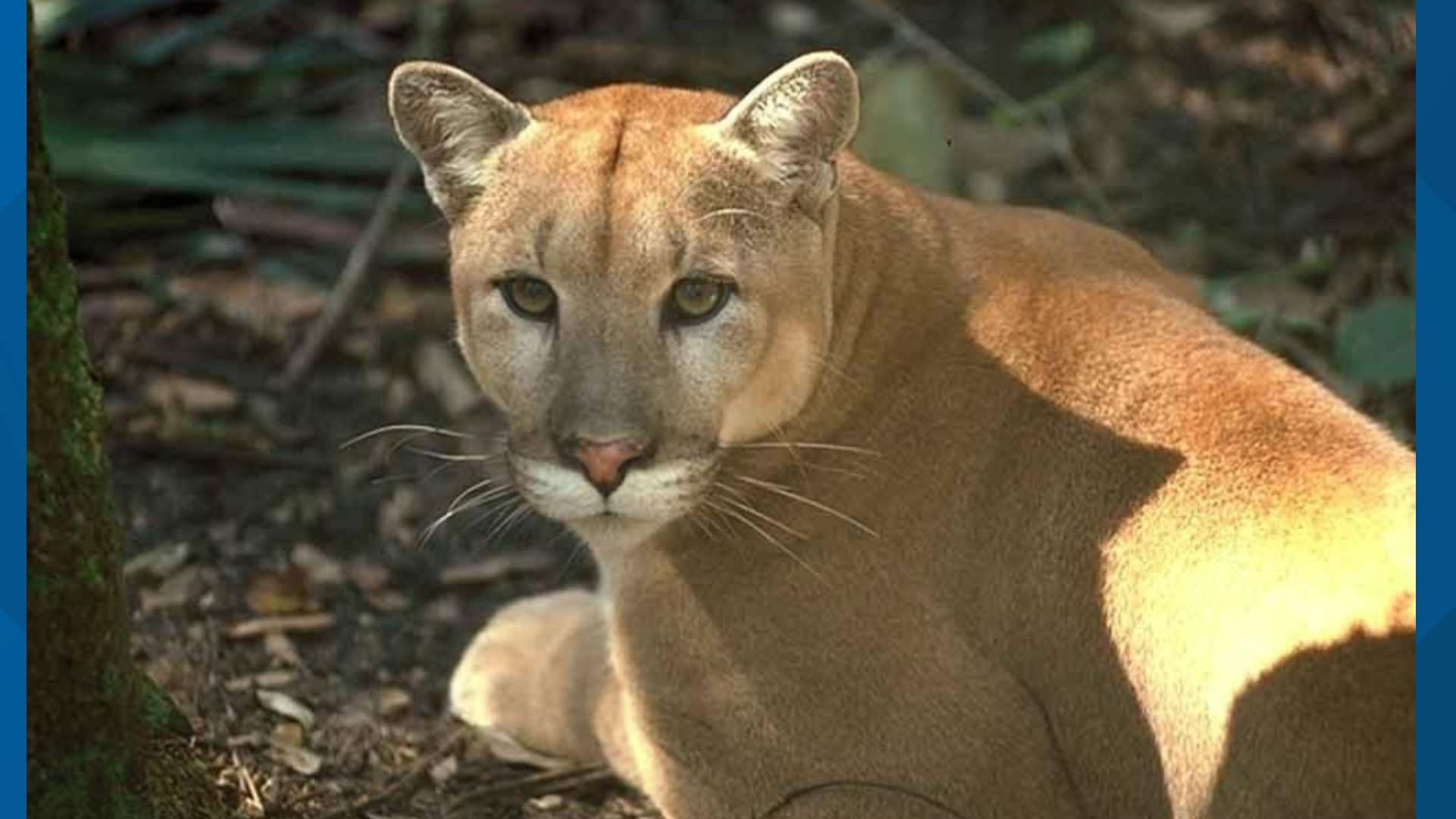 These are Florida's most dangerous animals | wtsp.com