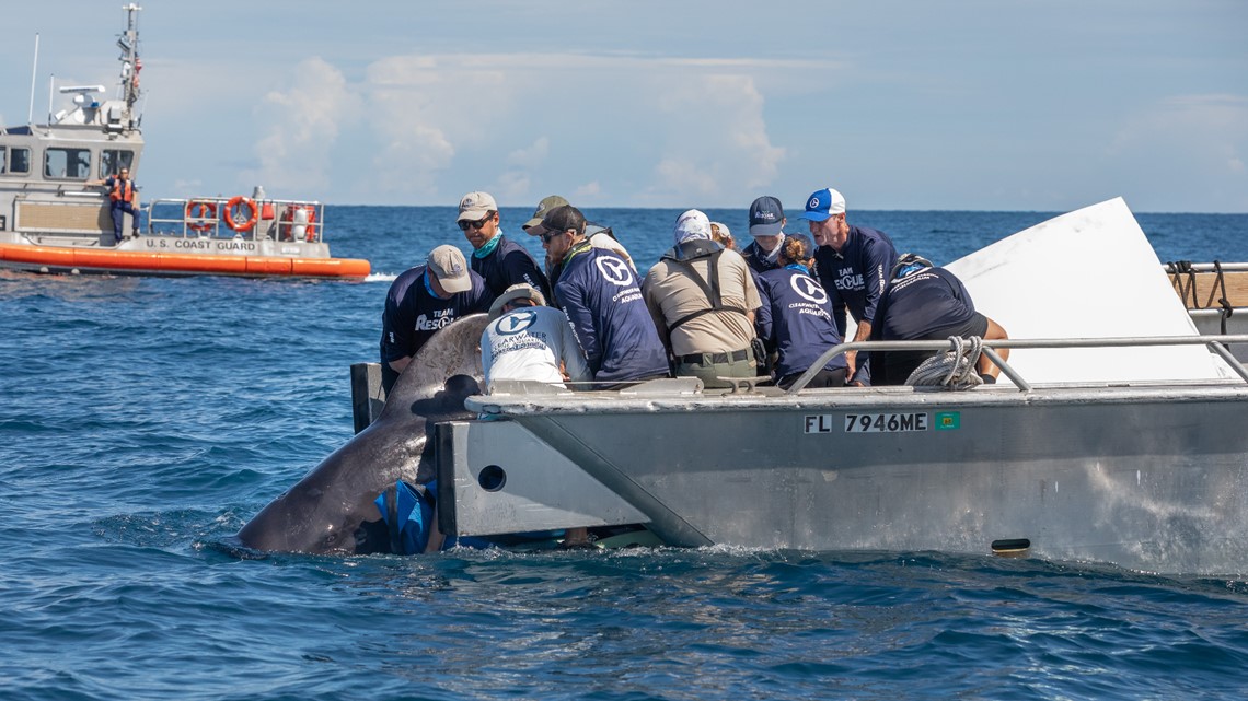 How to watch Clearwater Marine Aquarium's new whale documentary | wtsp.com