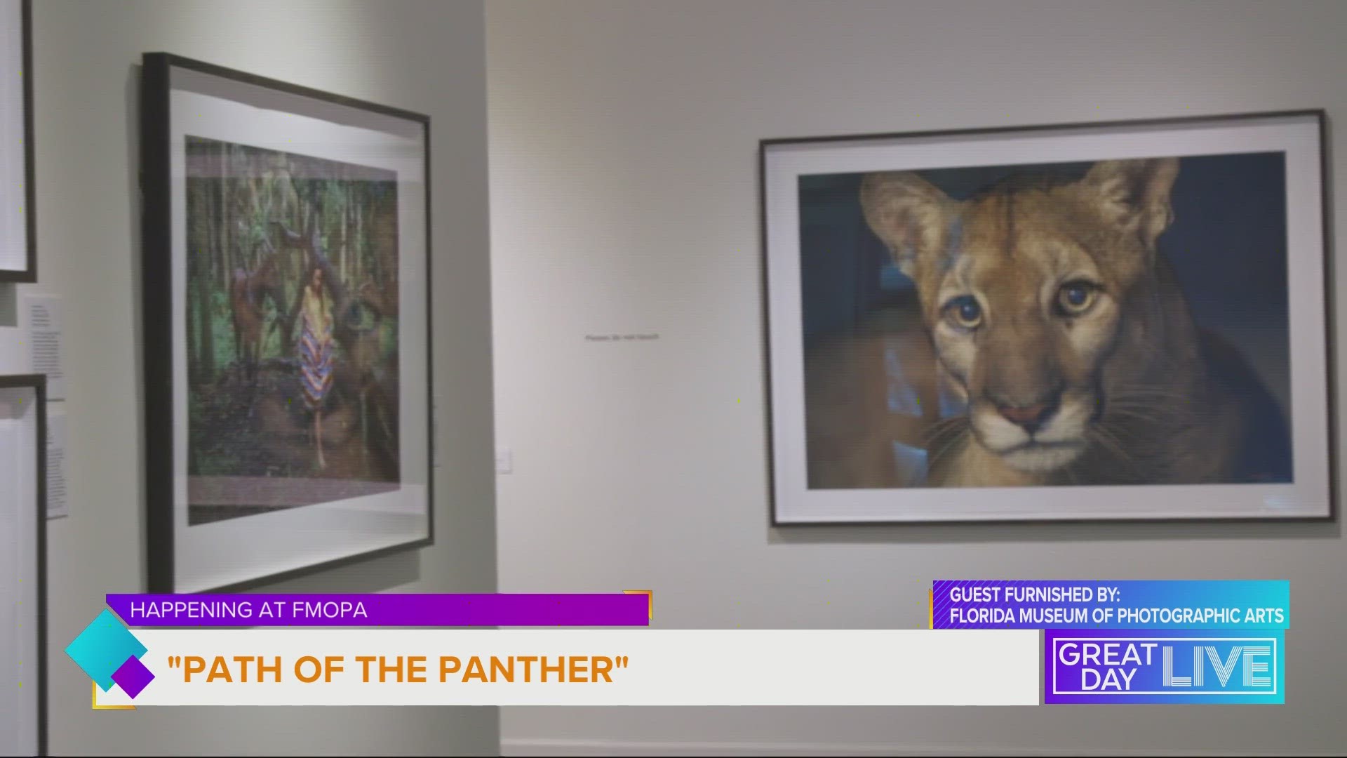 Discover the Path of the Panther | wtsp.com