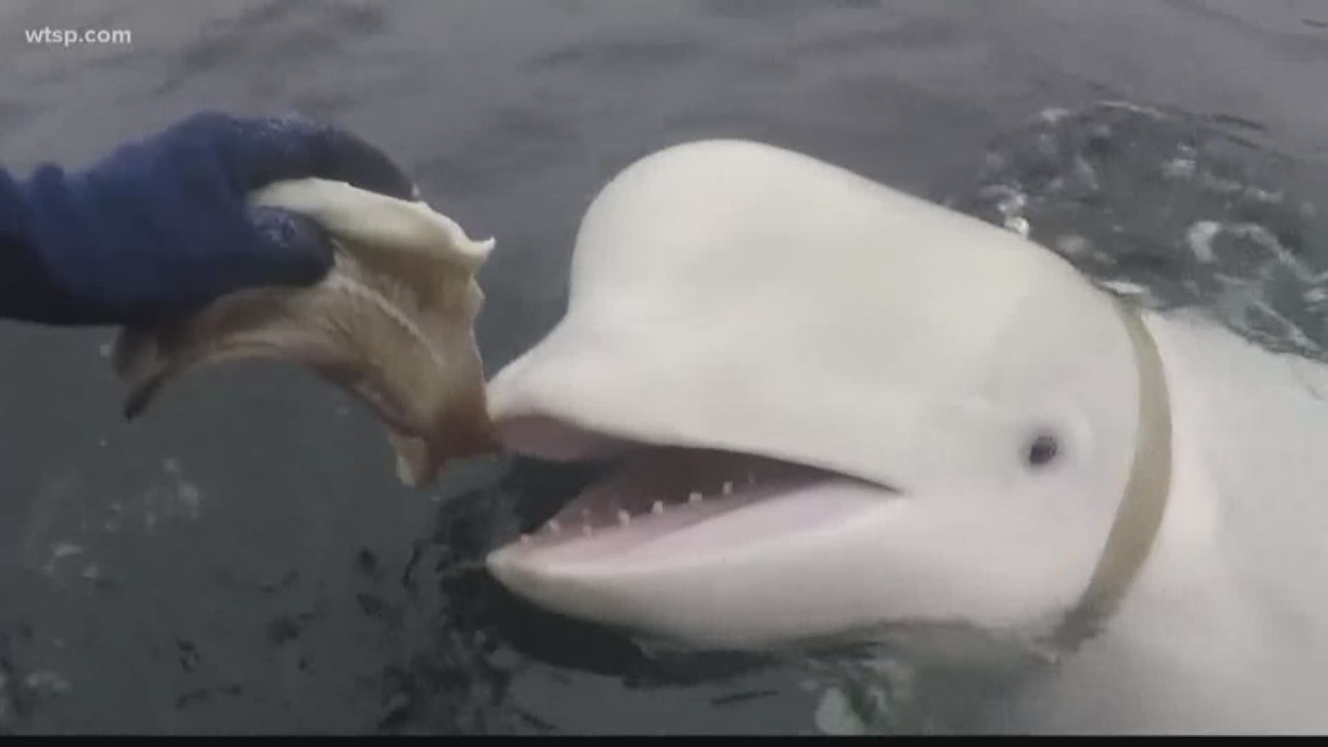Wow Moments: Beluga whale may be an escapee | wtsp.com