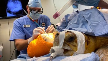 Turtle has surgery to remove tumor | wtsp.com