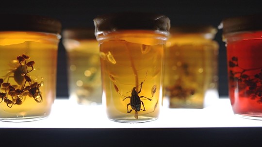Artist uses 5,000 bugs for art exhibit at Museum of Fine Arts | wtsp.com