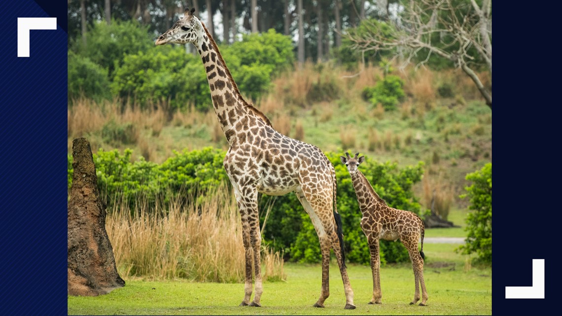 Disney debuts new baby giraffe at Animal Kingdom | wtsp.com