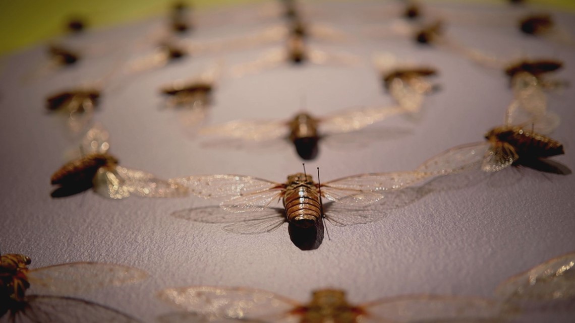 Artist uses 5,000 bugs for art exhibit at Museum of Fine Arts | wtsp.com