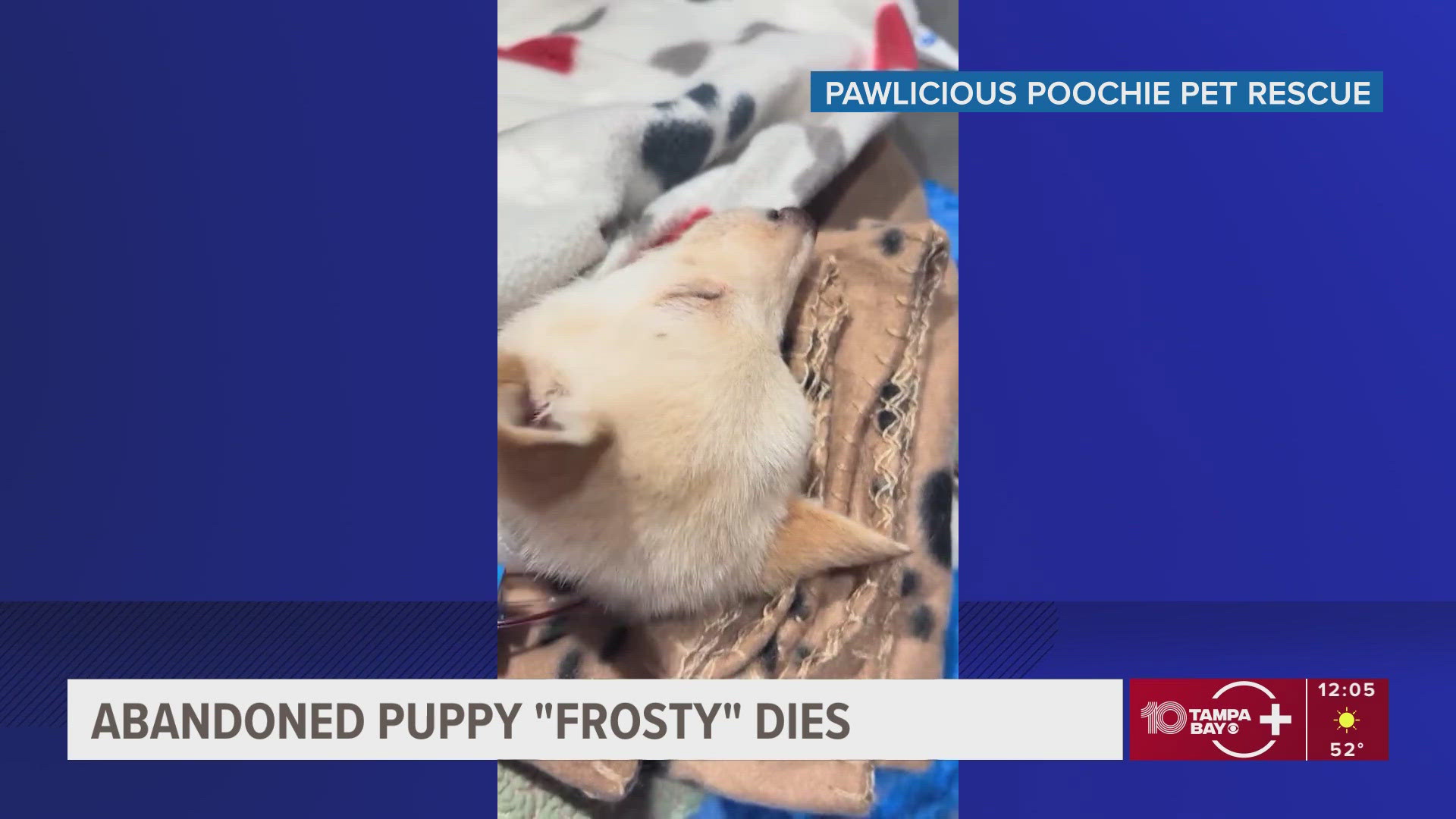 Puppy dies after being abandoned in Largo, 11 other dogs recovering ...