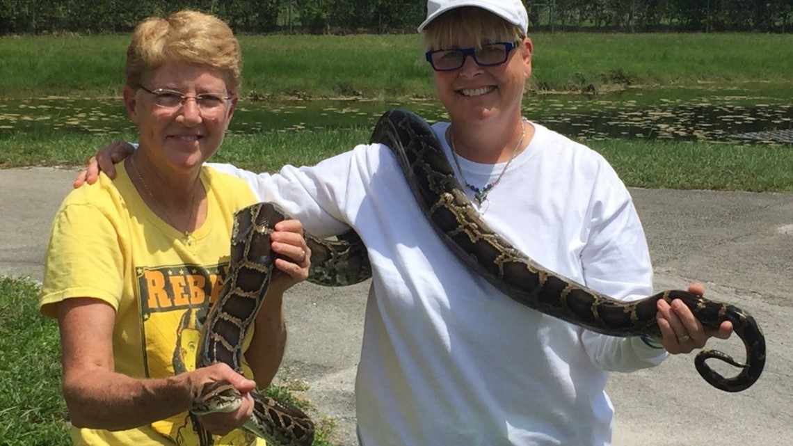 500th Burmese python captured by Python Action Team in Florida ...