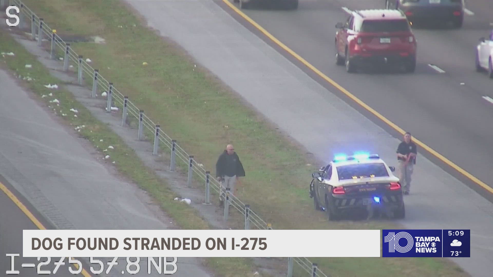 Florida Highway Patrol trooper helps stray dog on I-275 | wtsp.com
