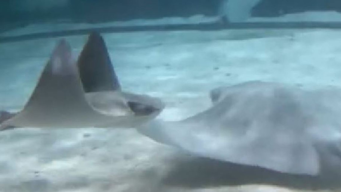 Baby stingrays for at Florida Aquarium | wtsp.com