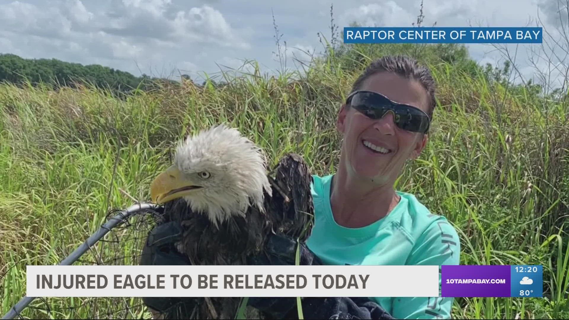 Injured eagle released after being rescued 2 weeks ago in Hillsborough ...