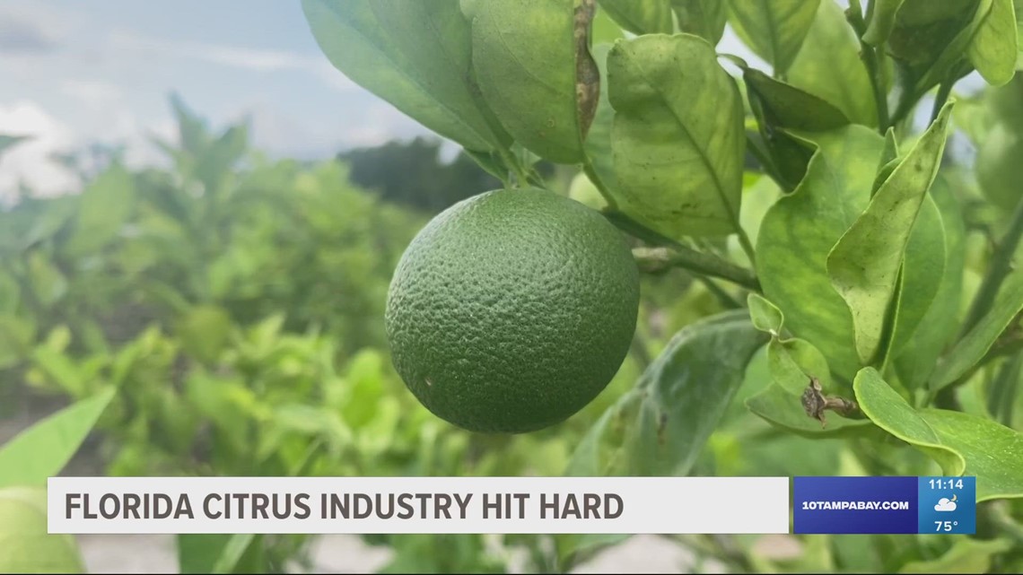 'Some groves had 100% loss': Florida citrus growers brace for another ...