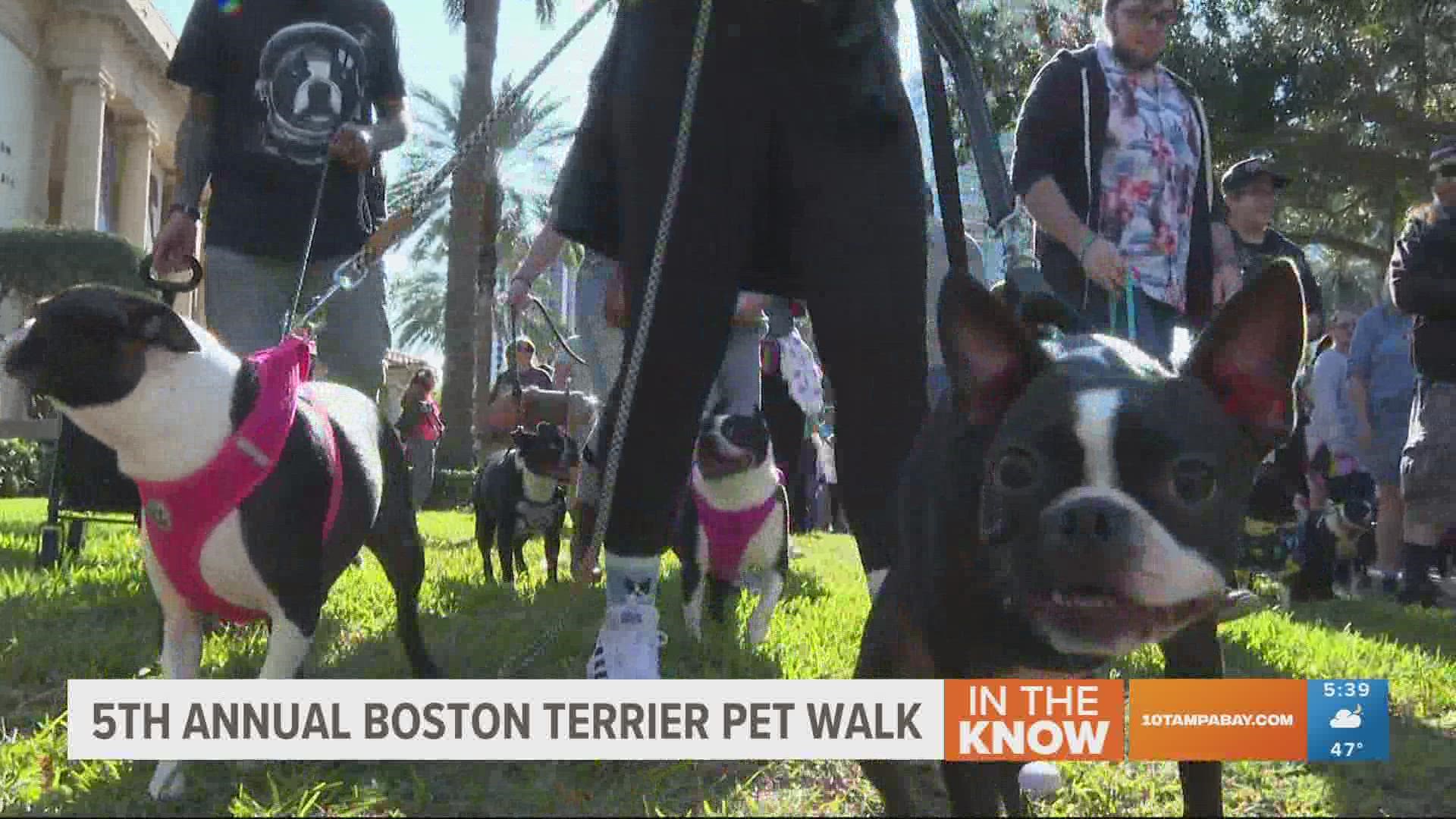 Are Boston Terrier Dogs Allowed On The Airplanes