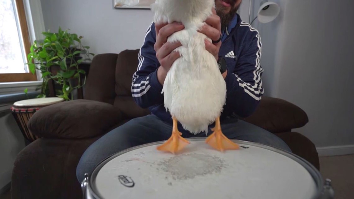 Meet 'Ben Afquack,' the drumming duck | wtsp.com