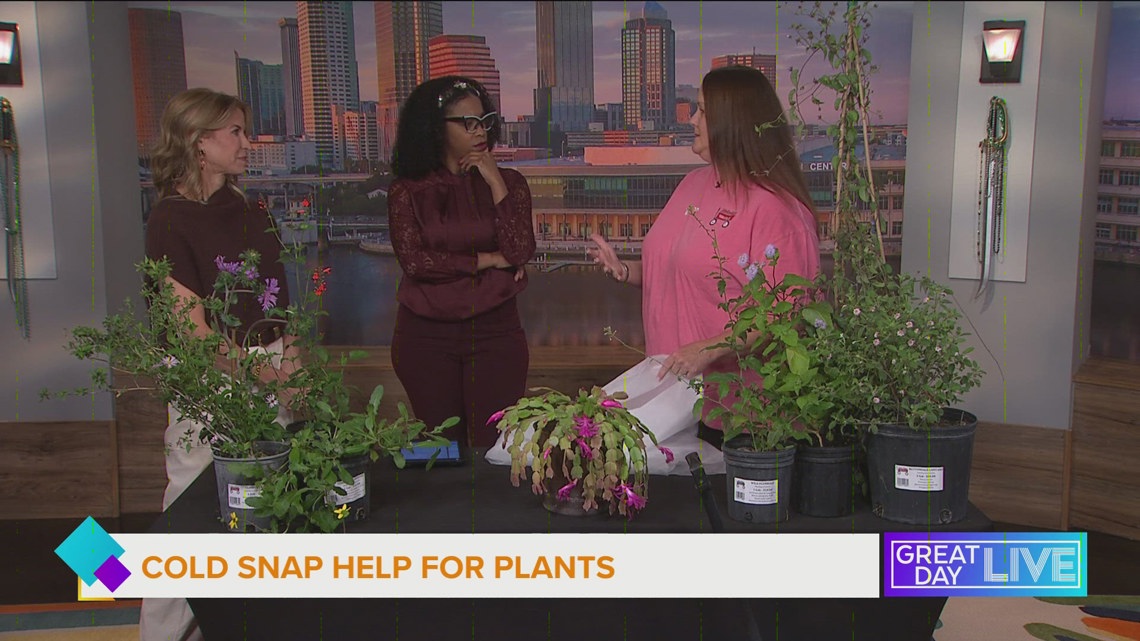 Cold weather plant tips | wtsp.com
