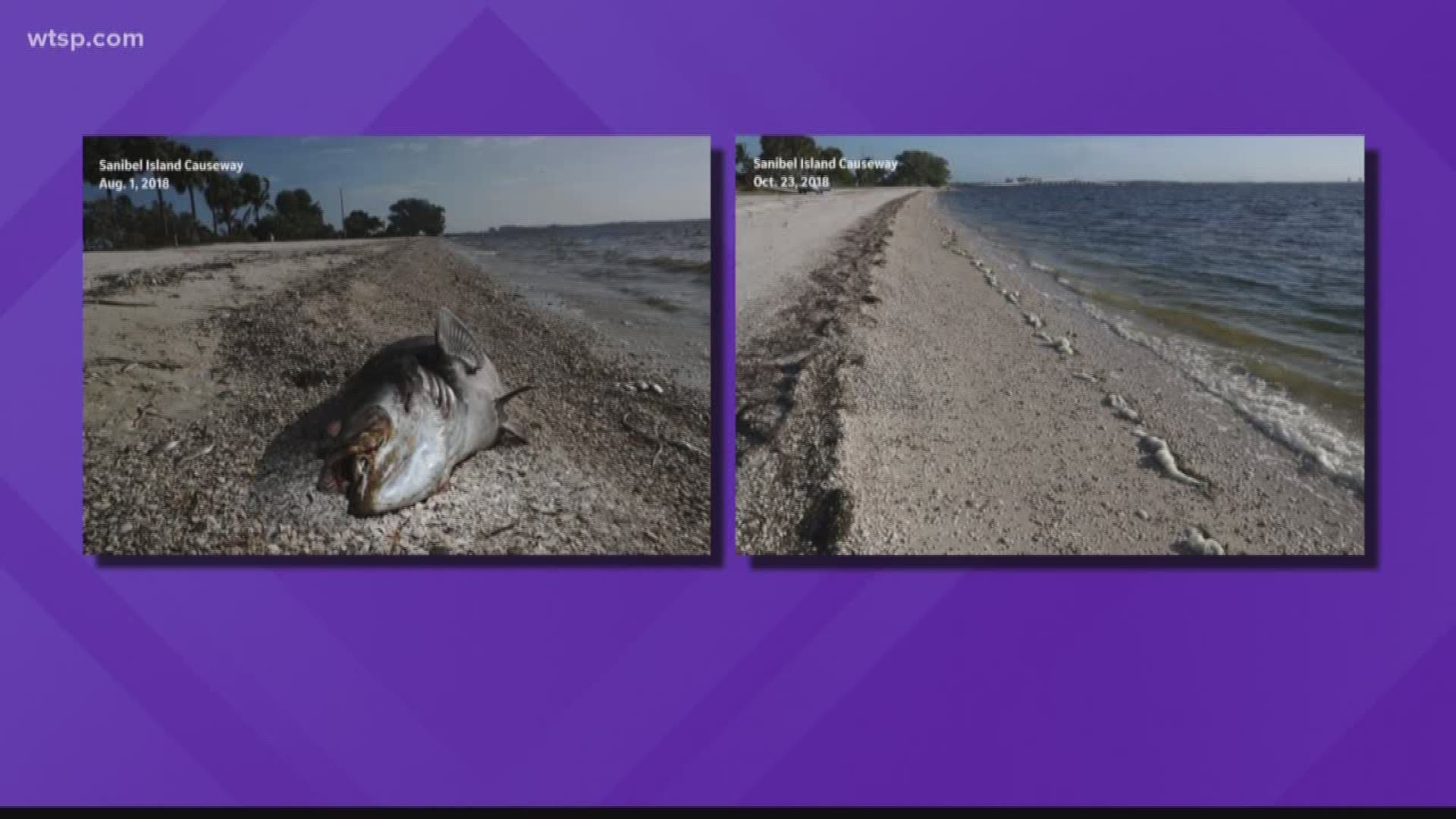 High red tide concentrations still present in Tampa Bay area | wtsp.com