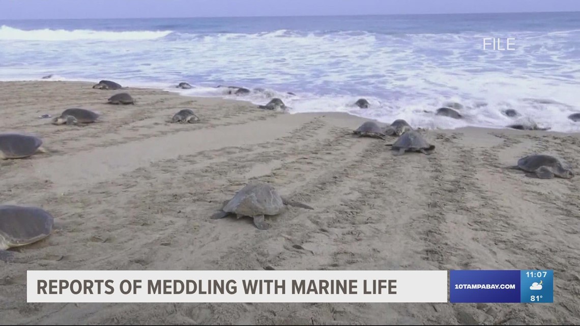 CMA warns Memorial Day crowds to stop messing with turtles and dolphins ...