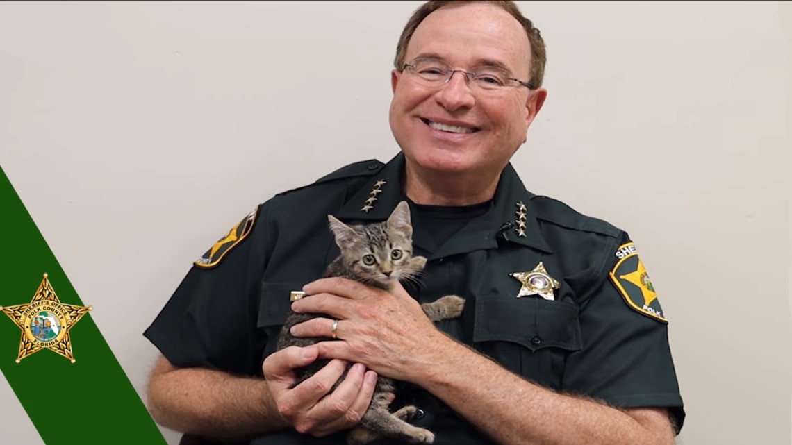 Adopt a kitten in Polk County | wtsp.com