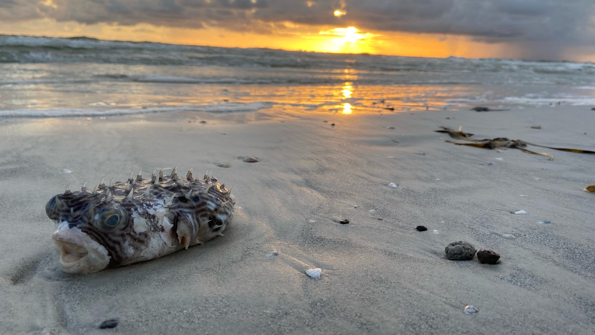 Red tide beach report: Concentrations 'high' along Gulf Coast | wtsp.com
