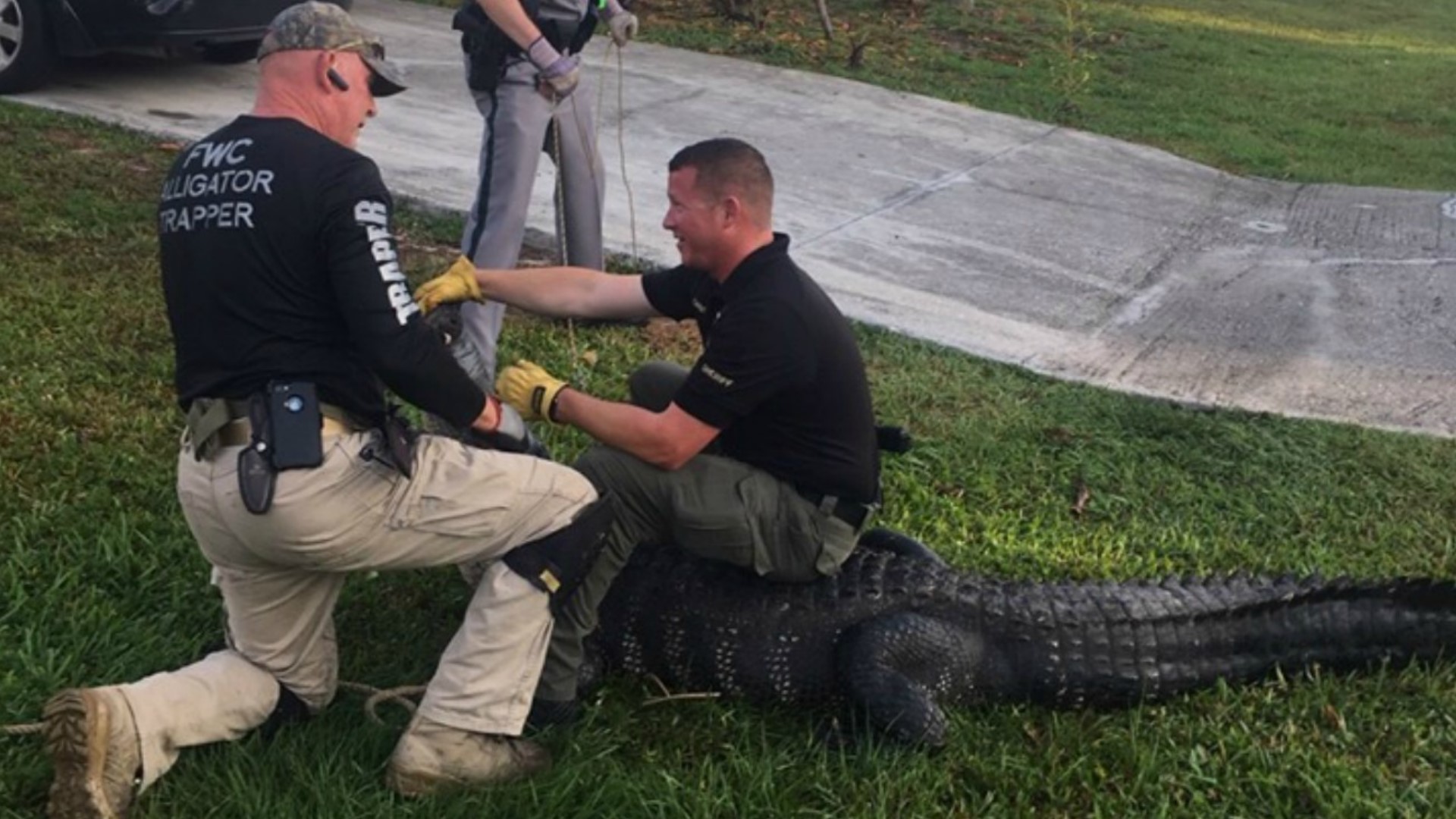 Collier County Sheriff's Office wrangles 9-foot gator at school bus ...