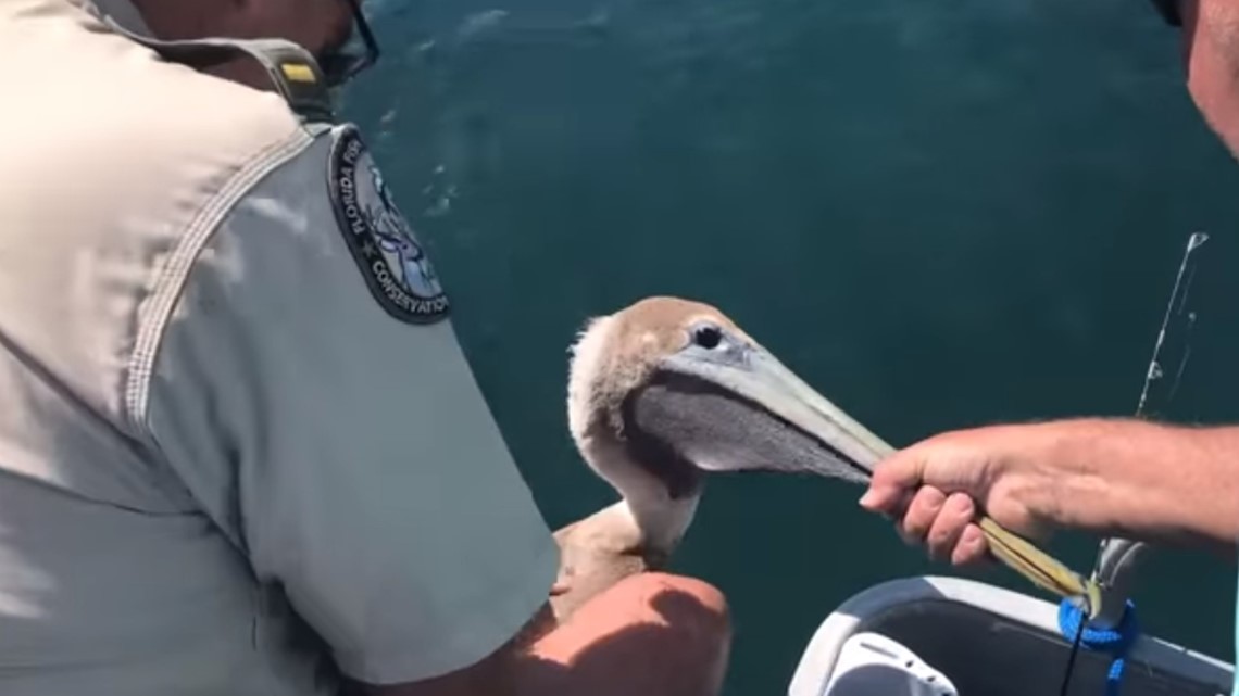 Fishermen, Florida Fish and Wildlife officer help pelicans | wtsp.com