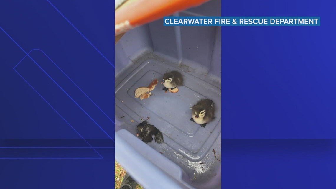 VIDEO: Clearwater fire rescue crews save baby ducks from storm drain ...