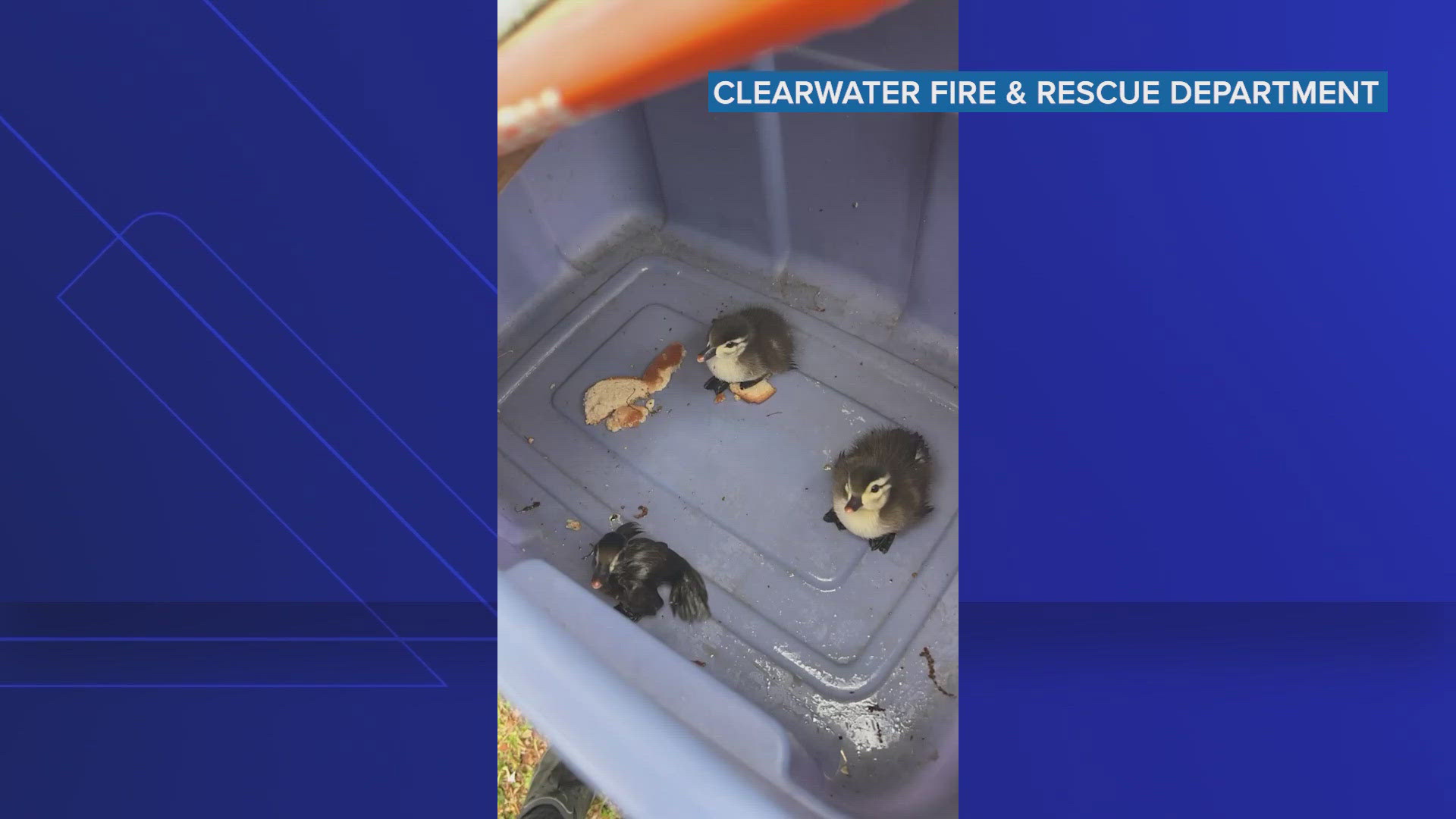 VIDEO: Crews in Clearwater rescue baby ducks from storm drain | wtsp.com