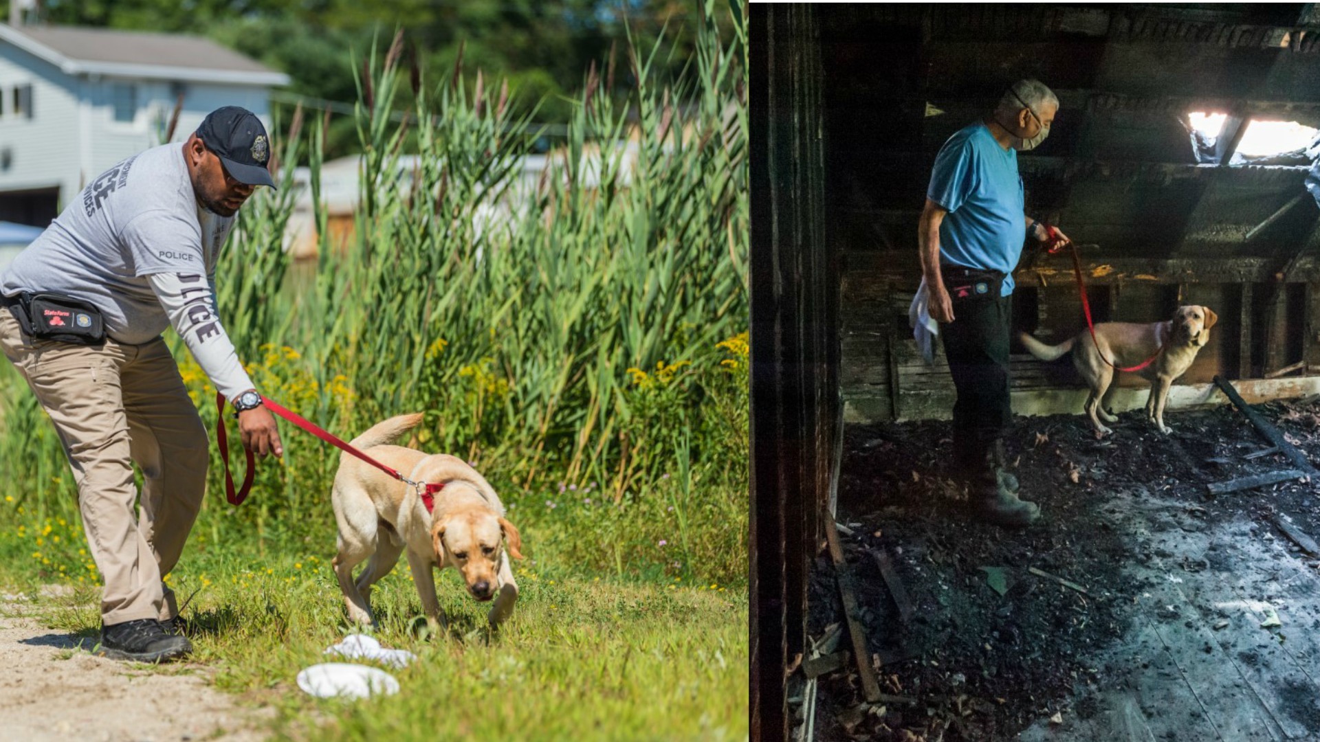 New arson dog comes to the Tampa Bay area | wtsp.com