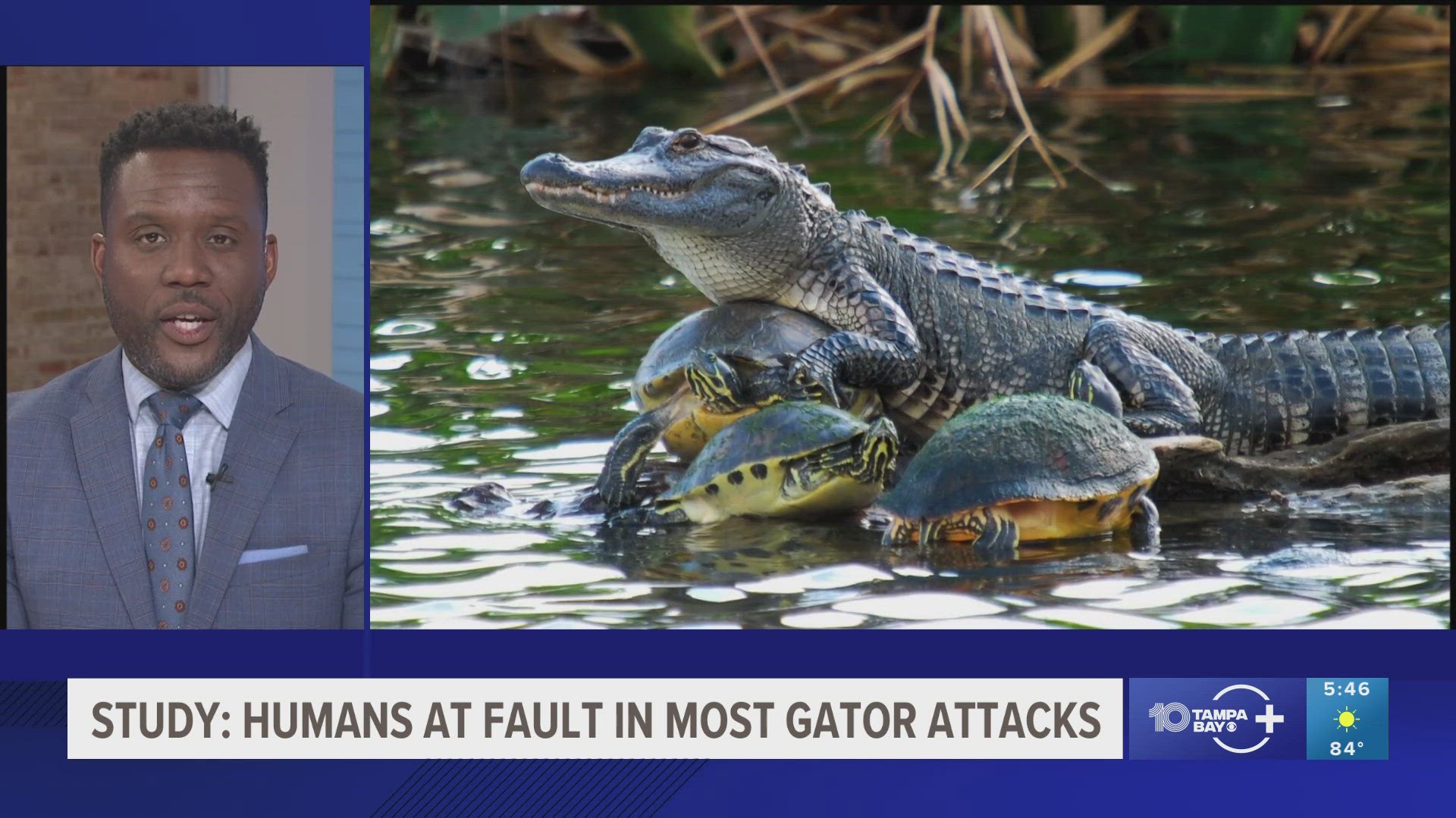 Study: People, not alligators, are at fault in most bite cases | wtsp.com
